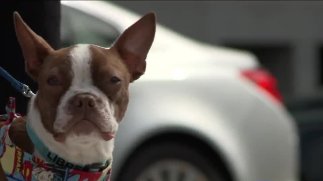 ‘Libre’s Law’ places new restrictions on dog owners