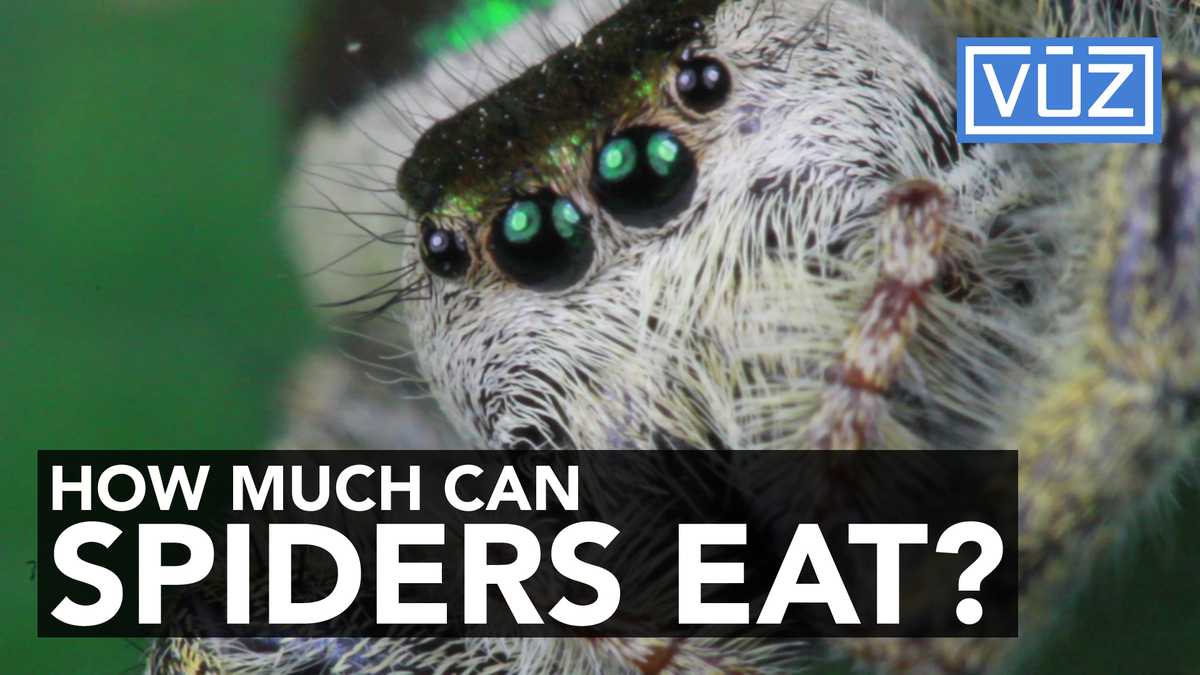 Hungry hungry spiders