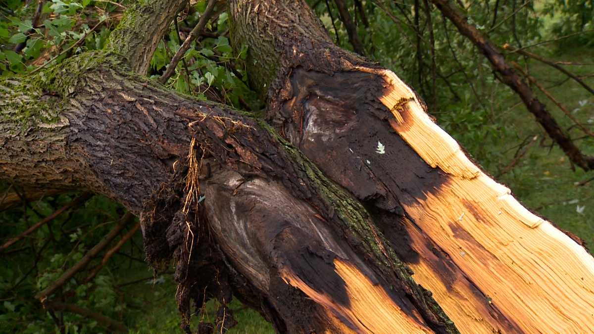 Downed trees scattered across Forward Township after storms Downed trees scattered across Forward Township after storms
