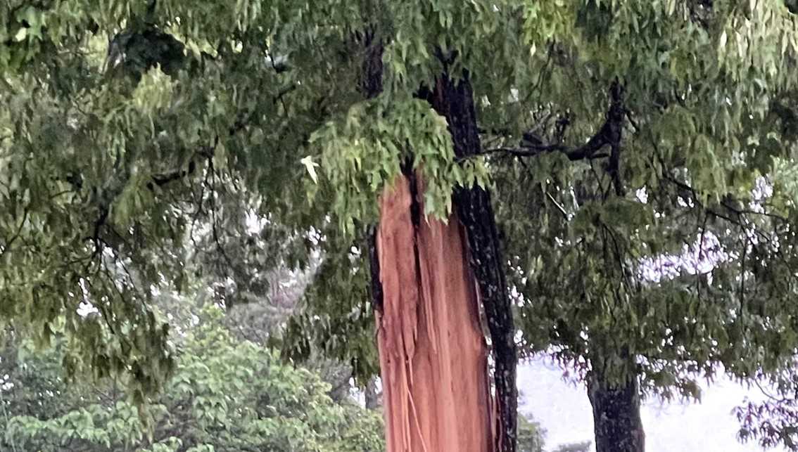 Lightning strike peels bark from tree at elementary school in Vestavia ...