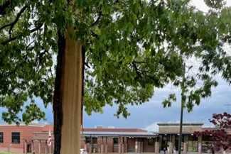 Lightning strike peels bark from tree at elementary school in Vestavia ...