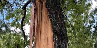 Lightning strike peels bark from tree at elementary school in Vestavia ...
