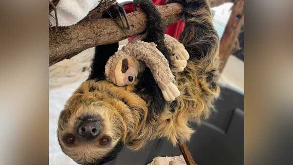 Birth watch for baby sloth at Cincinnati Zoo: Lightning practices with ...