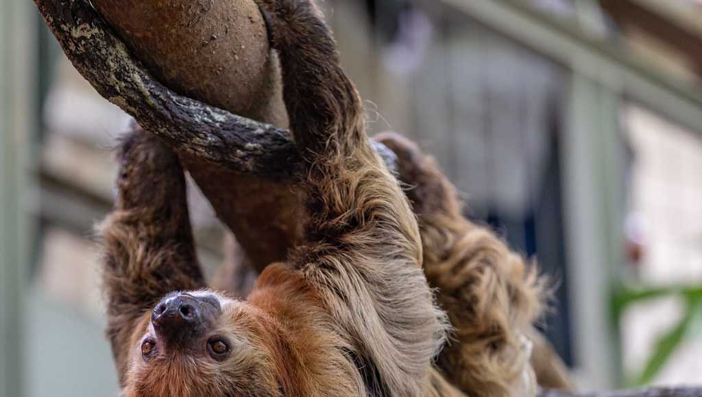 Cincinnati Zoo announces sloth, Lightning, is pregnant again