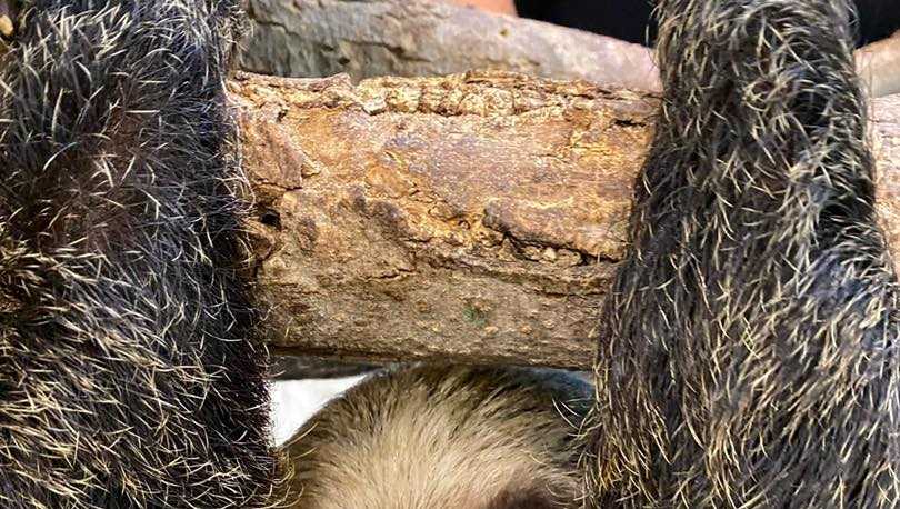 Birth watch for baby sloth at Cincinnati Zoo: Strong fetal heartbeat ...