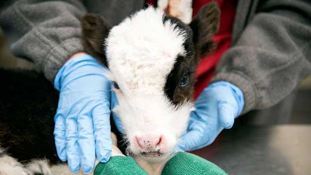 World’s smallest bull being nursed back to health at MSU vet school