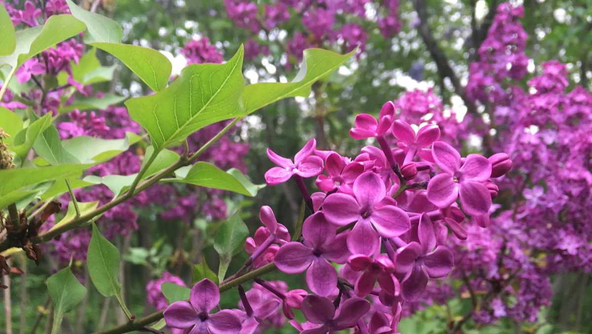 Lilac Festival a spot of color during cloudy Memorial Day weekend