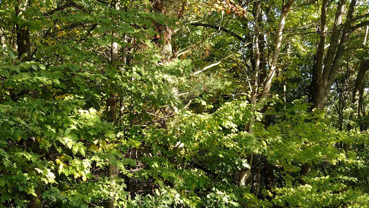 Men thrown from car in Limerick crash; 1 killed