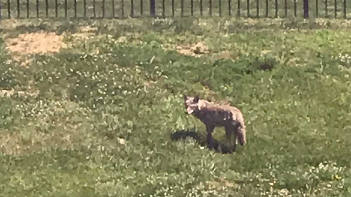 'We were scared': Urban coyote concerns increase in Lincoln