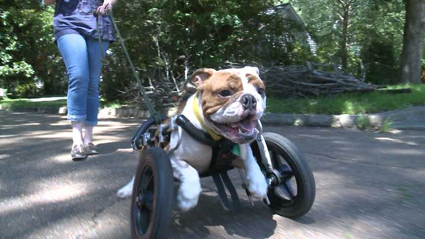 Dog in wheelchair struggles to navigate Jackson's potholes