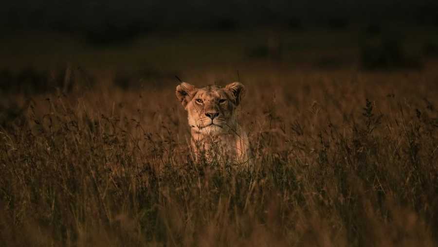 Suspected poacher mauled to death, eaten by lions he was hunting