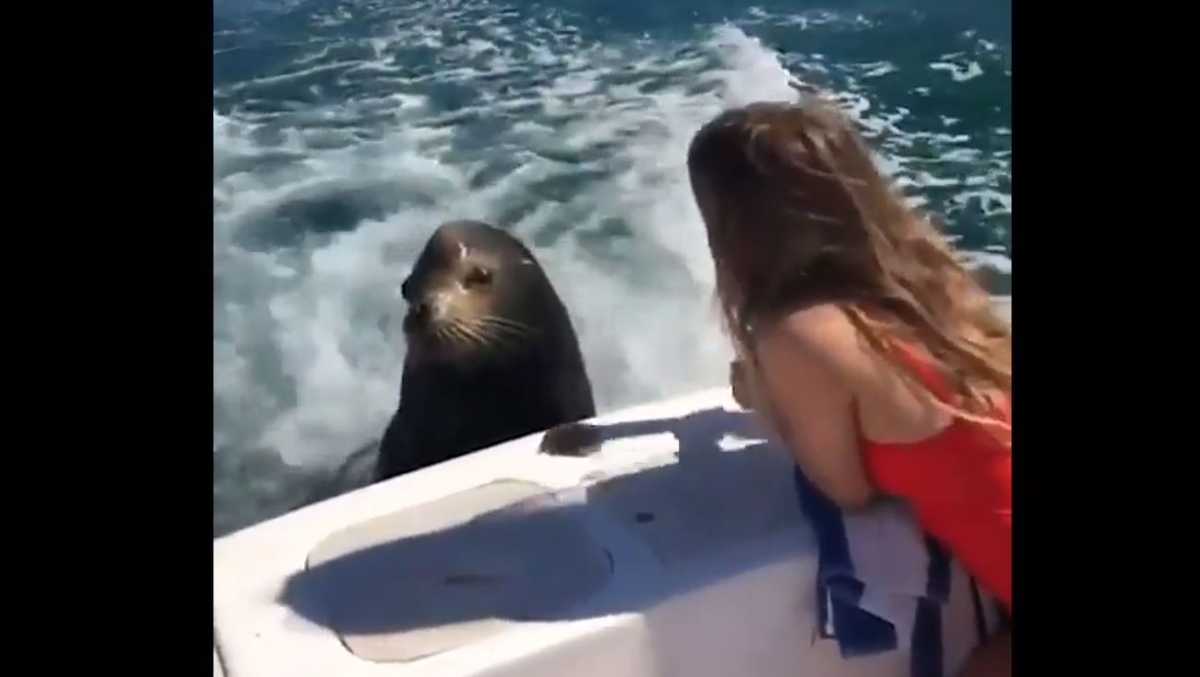 Cute video: Tourist feeds sea lion that hitched a ride on boat