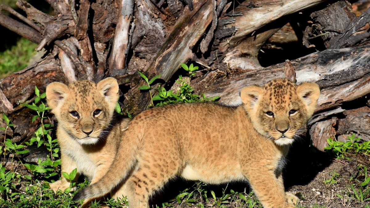 New lion cubs at Lion Country Safari
