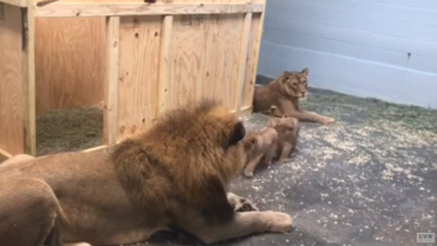 Proud poppa: Watch lion cubs at Audubon Zoo meet their dad in adorable ...