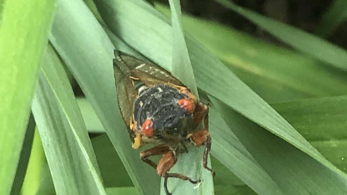 Photos: See the Brood X Cicadas emerging in Maryland