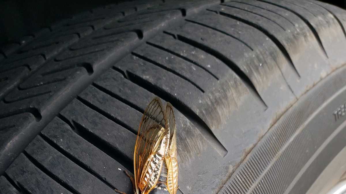 Photos: See the Brood X Cicadas emerging in Maryland