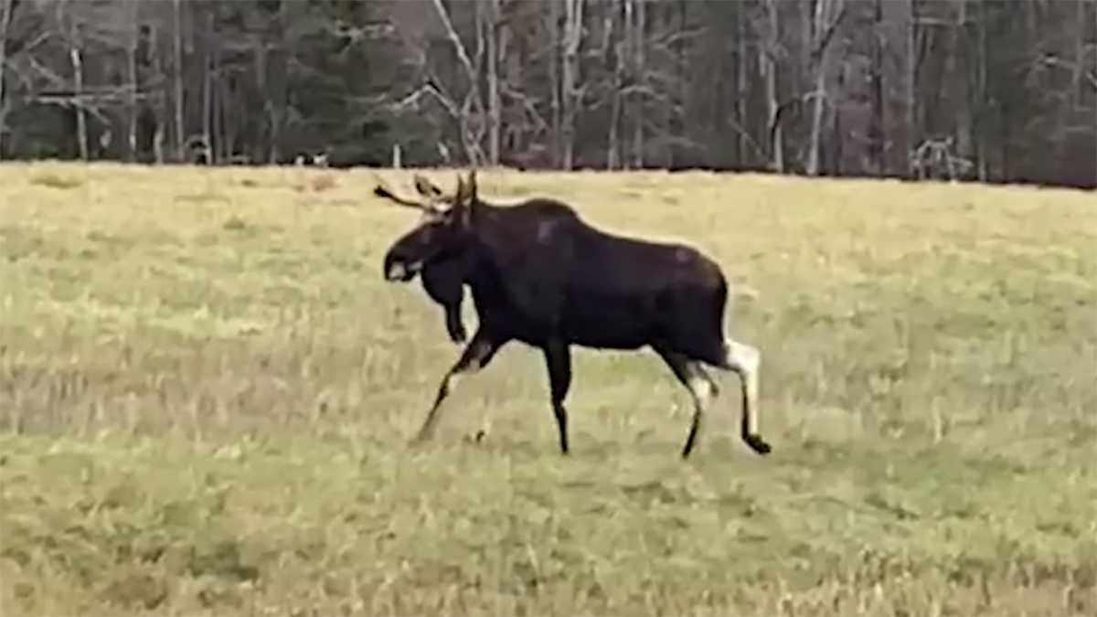 Video: Gorgeous moose spotted in Littleton, New Hampshire