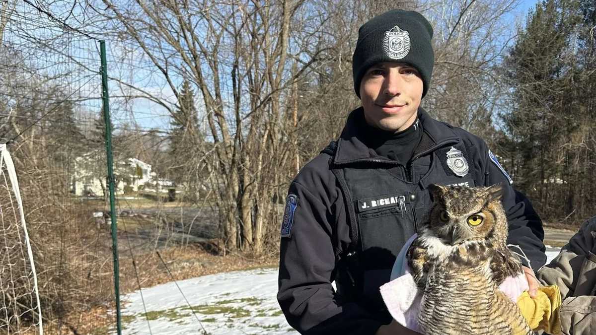 Mass. police officer rescues owl trapped in backyard soccer net