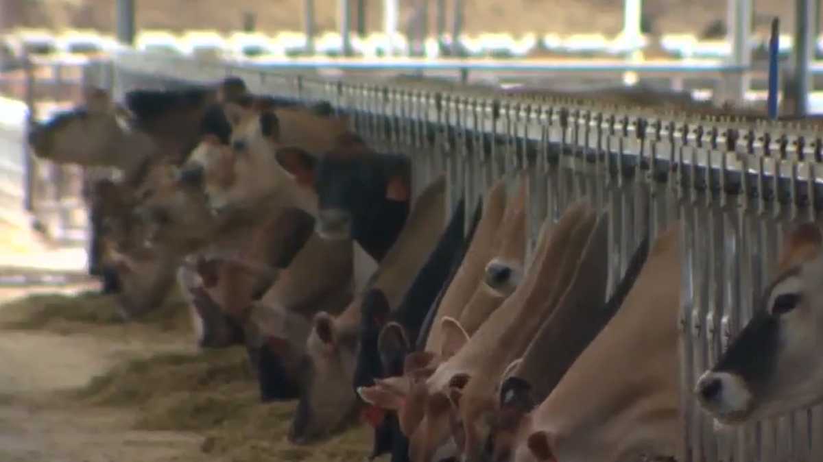 Hilmar Farms make history by using worms