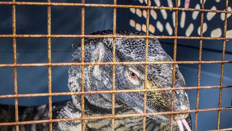 Leapin' lizards! Stowaway discovered at Miami airport