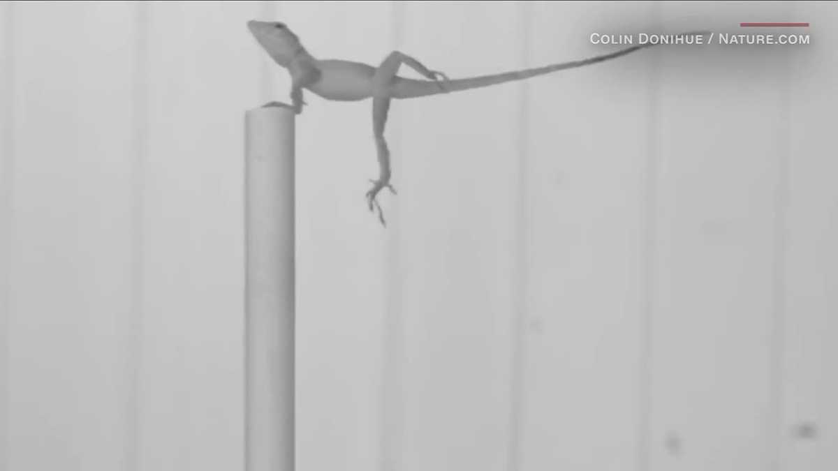 Scientists pit lizards against leaf blower