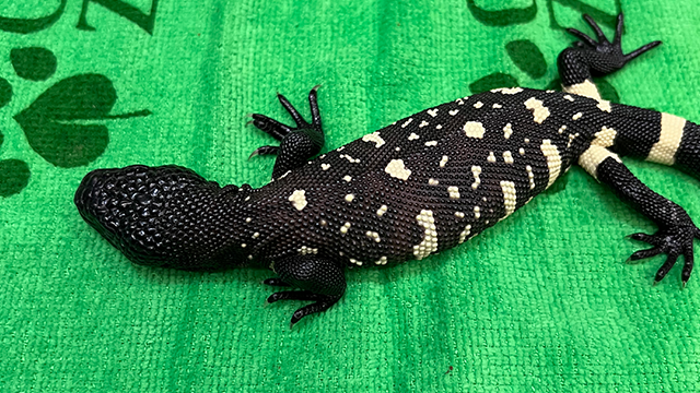 OKC Zoo announces births of 2 Guatemalan beaded lizards