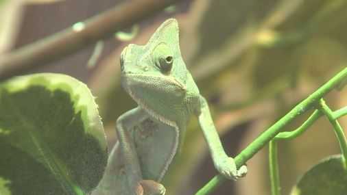 Exotic pet store brings 'Critters' to Candler County