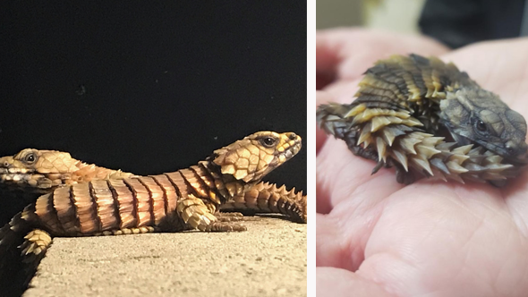 Cincinnati Zoo cares for lizards rescued from illegal exotic pet trade