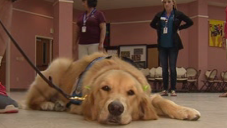 Georgia's first comfort dog in training at Trinity Lutheran Church