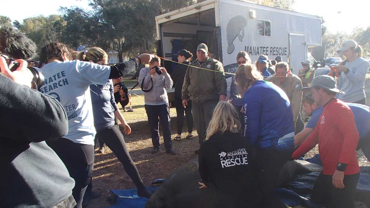 Photo Gallery: Manatees released in Florida