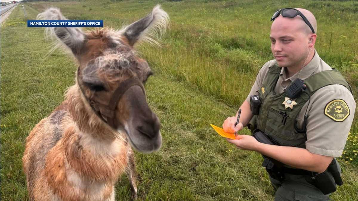 Central Iowa sheriff's office shares 'llama drama' roadside moment