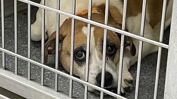 'Disheartening': LMAS pleads with community to adopt, foster shelter ...