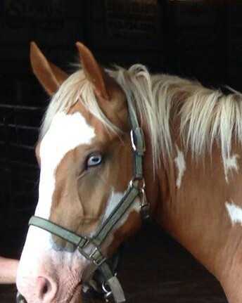 LMPD Mounted Patrol welcomes new horses, holds name contest