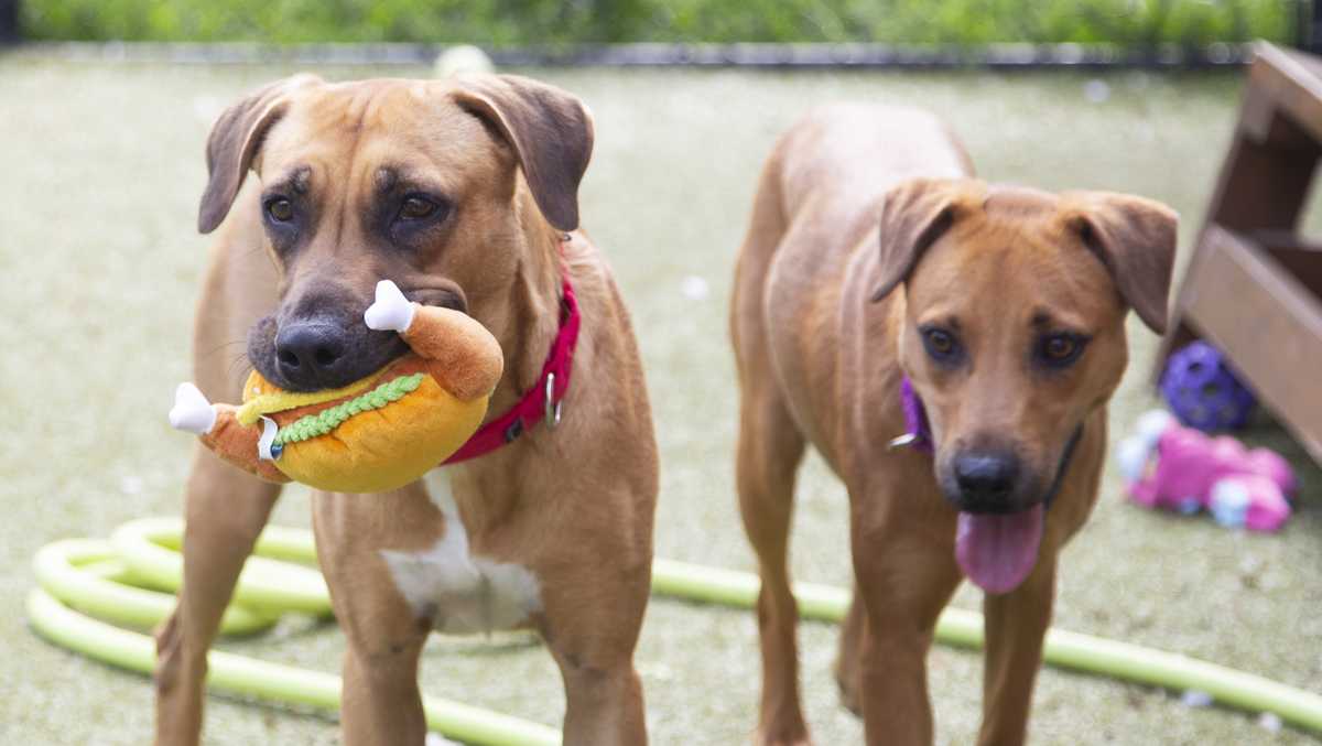 3 dogs rescued from Bahamas shelter seek homes in Mass., ARL says