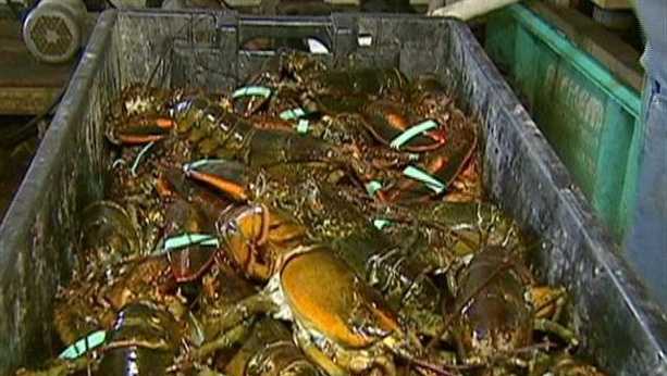 Charter fishing boat discovers massive lobster after hurricane