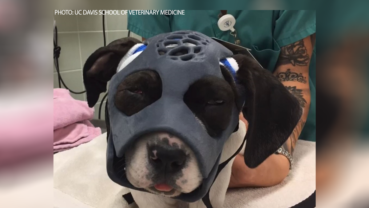 UC Davis uses first-of-its-kind 3D printed mask to help puppy heal