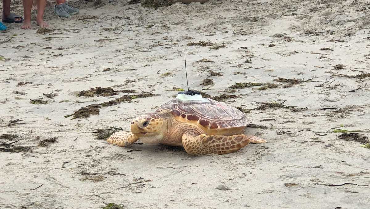 Rehabilitated sea turtles released into waters off Cape Cod