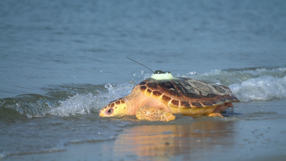 6 more rescued, rehabilitated sea turtles released into ocean from West ...
