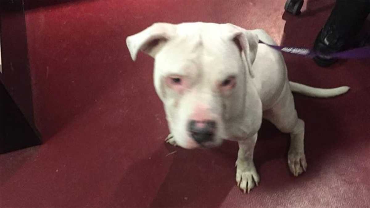 Albino pit bull found abandoned with dog food in Londonderry