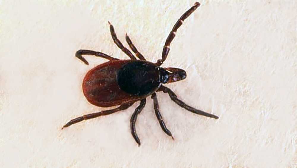 Exotic, aggressive tick confirmed in Carolinas