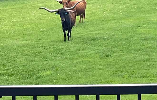 Police working to capture escaped cattle in Fairfield Township