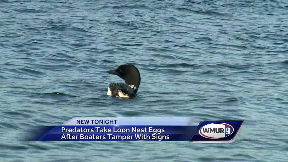 Predators take eggs from loon's nest after boaters tamper with signs