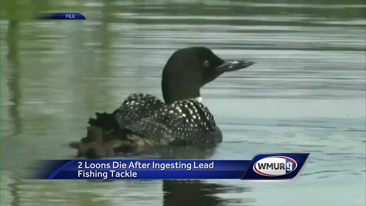 2 loons die after ingesting lead fishing tackle in NH