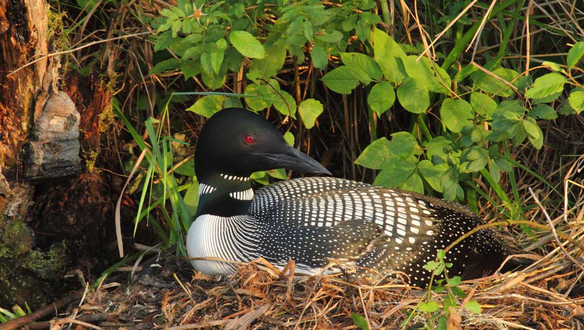 Hatching of loon chicks on webcam imminent