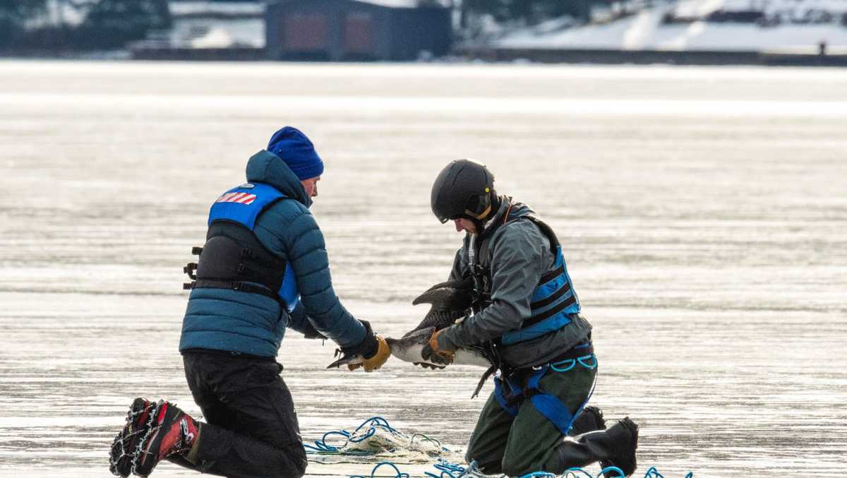 Rescuers free loon trapped in ice in Saranac Lake