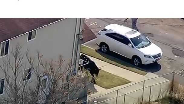 Runaway bull dies after leading police on wild chase in New York City