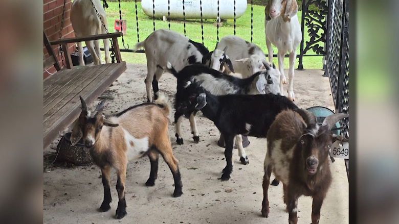 Runaway goats seen roaming through Adams County collected by owners