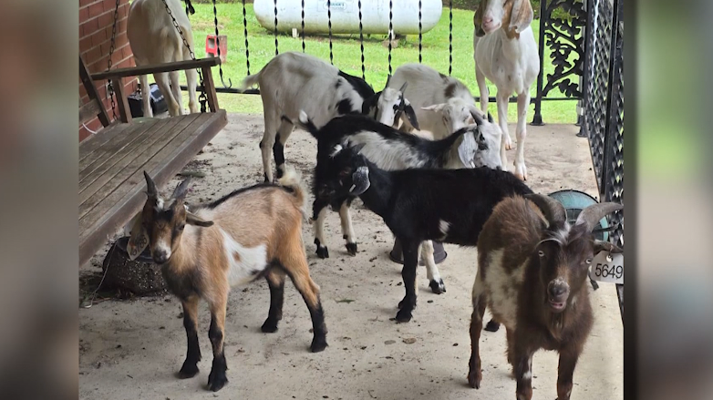 Adams County sheriff asks for help locating owner of loose goats ...