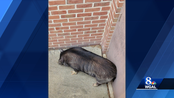 Pig captured after days on the run in Lancaster County, Pa.