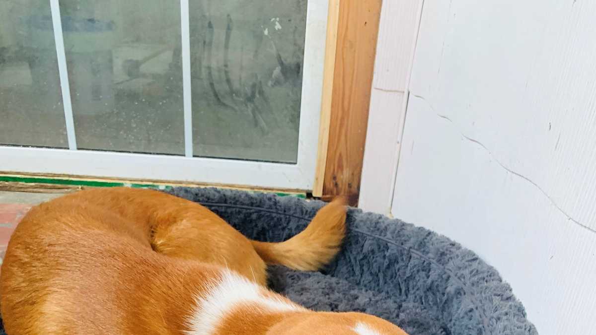 Lost and Found Pets in the WXII 12 Community